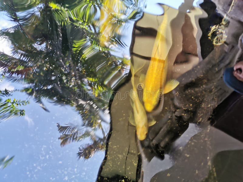 The Blur of Fish and Rocks Underwater Stock Image - Image of landscape ...