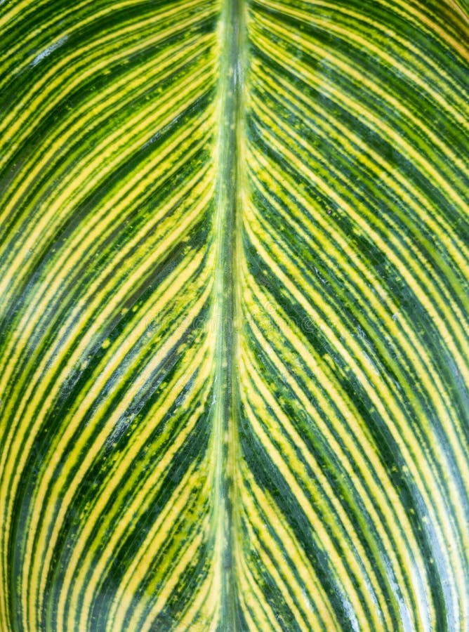 Blur Focus Background of the Bright Leaf in the Botanical Garden Stock ...