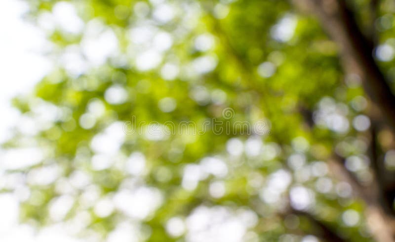 Blur Forest Tree with Sunlight and Nice Bokeh in a Forest. Abstract ...