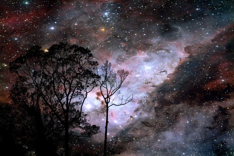 Blur Galaxy on Night Cloud Sunset Sky Silhouette Branch and Tree Stock ...