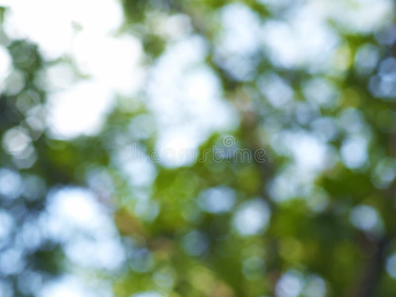 Background from Tree and Sky Stock Photo - Image of design, botanical ...