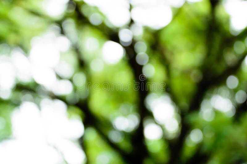 Blur green tree background stock image. Image of colorful - 43563719