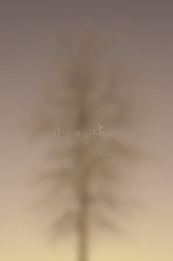 Blur Image of a Bare Tree stock image. Image of trunk - 51849121