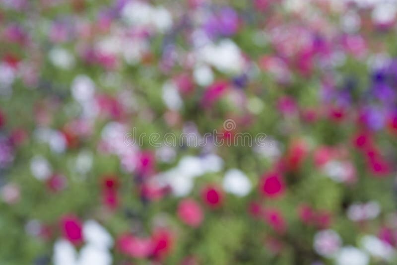 Blur Image Beautiful Flower. Stock Image - Image of closeup, bloom ...