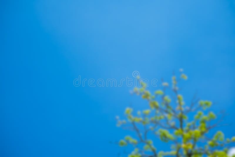 Blur Image of Green Leaf on Tree with Blue Sky Background Stock Photo ...
