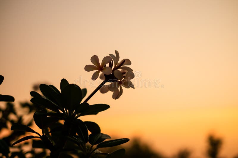 Shadow Flower Tulip Plant Leaf Summer Background Overlay Fall Nature ...