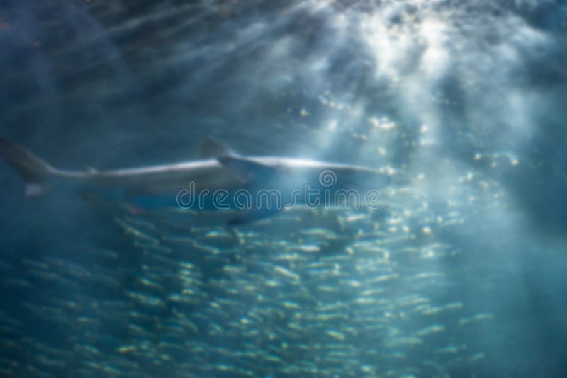 Blur Image of Shark and Many Small Fish with Lights in Aquarium Stock ...