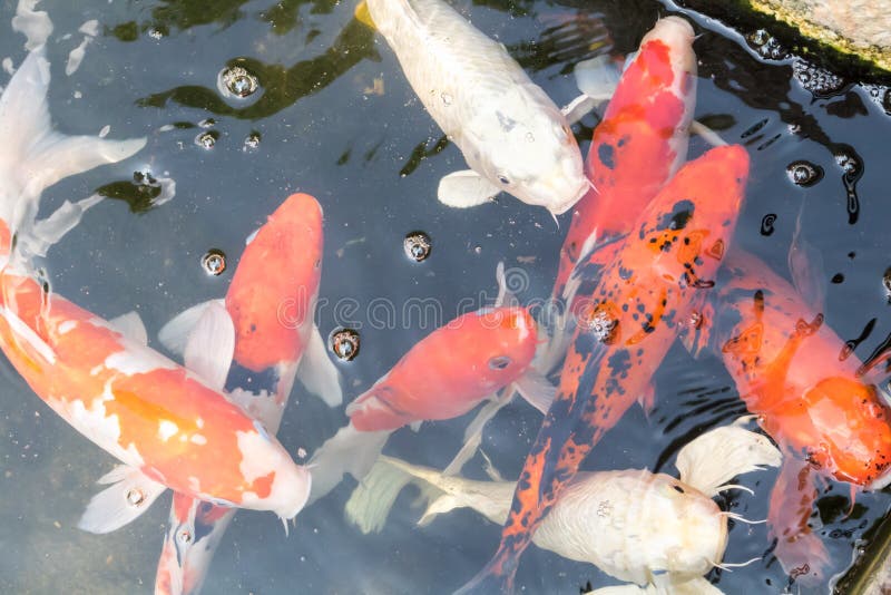 319 Blur Fish Pool Stock Photos - Free & Royalty-Free Stock Photos from ...