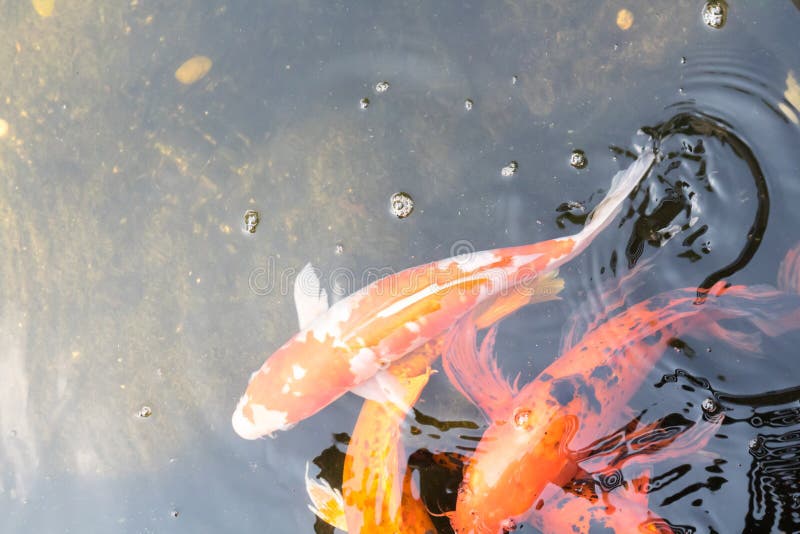 Blur Koi Fish Swimming in Water with Sun Light Stock Photo - Image of ...