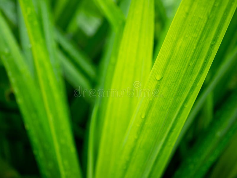 Blur leaves background. stock photo. Image of nature - 124650286