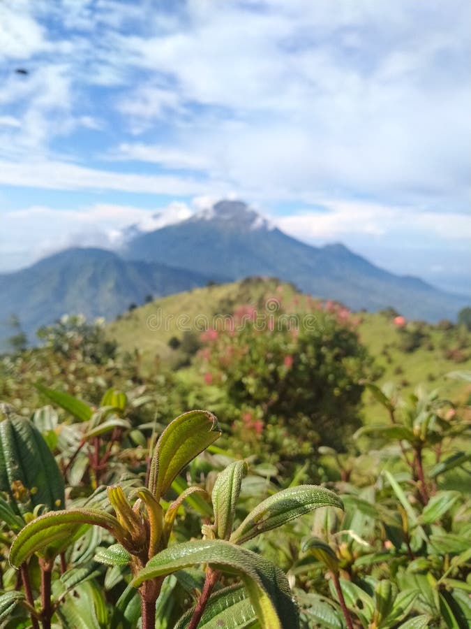 Blur Mountain Plant Pretty Indonesia Stock Image - Image of plantation ...