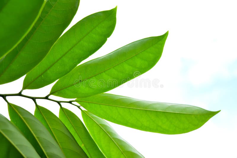 Blur Natural Green Leaves with on White Background Stock Photo - Image ...