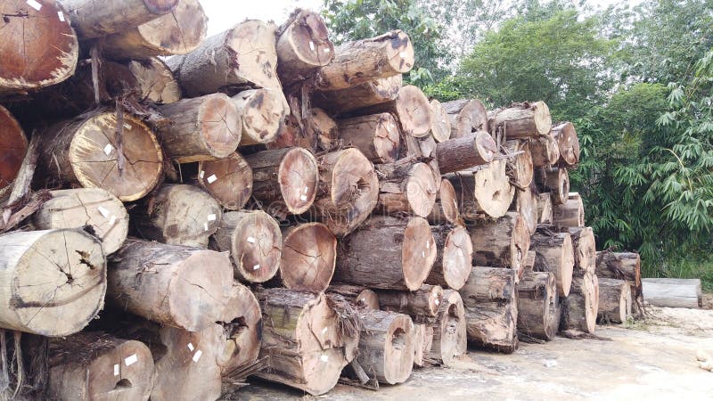 Image Piece Cut from a Trunk or Branch of a Tree Stock Photo - Image of ...