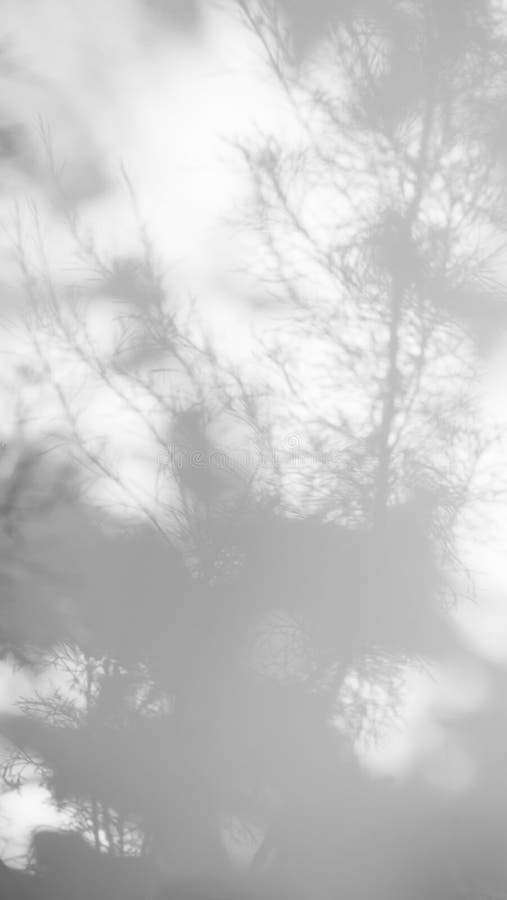 Blur Overlay Shadow Leaves Background Stock Image - Image of backdrop ... Blur Overlay Shadow Leaves Background Stock Image - Image of backdrop ...