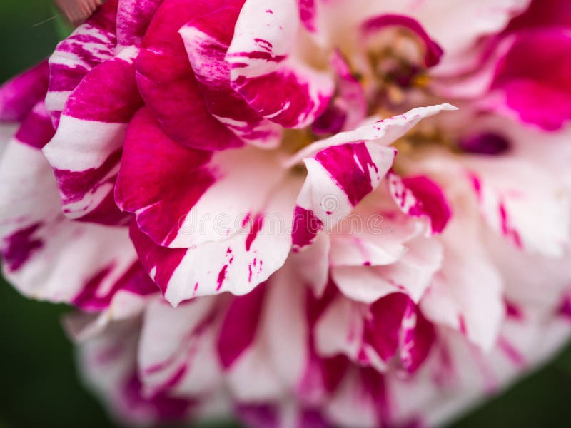 Blur of Petals Red White Ivy Rose Stock Image - Image of bush, leaf ...