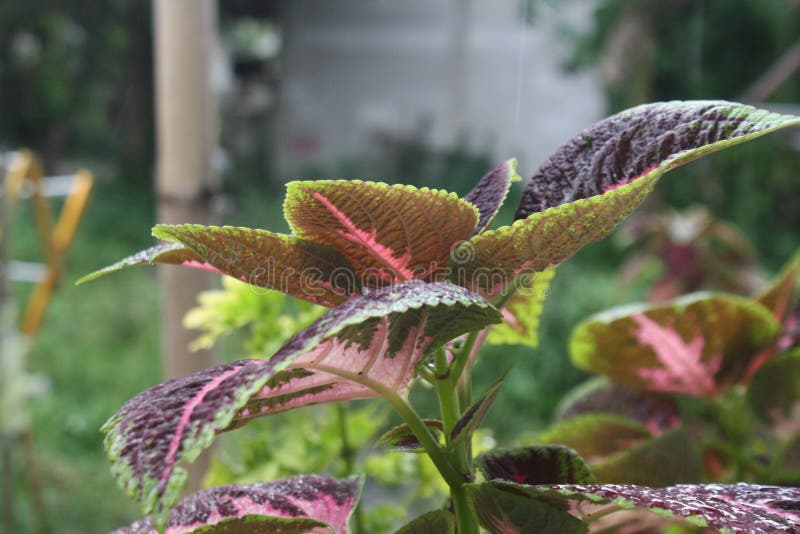 Blur Photo Leaf of Outdoors in the Morning Stock Image - Image of green ...