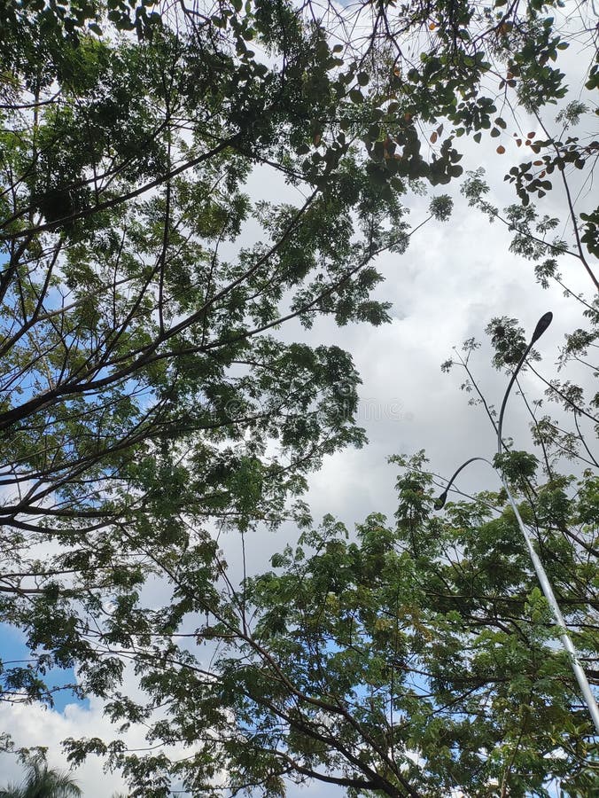 Blur Photo of Trees Taken from Below Stock Photo - Image of blur ...