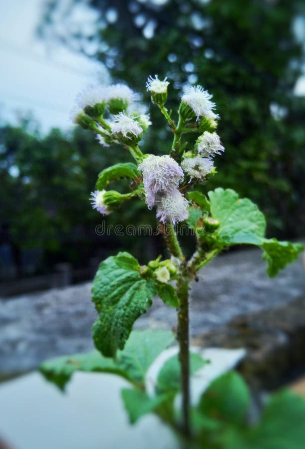 Blur Photo of Wild Plant Ageratum Conyzoides. Stock Image - Image of petals, bloom: 322686805