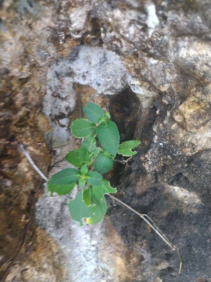 Blur a Plant that Lives on a Rock on a Cliff. Very Beautiful ...