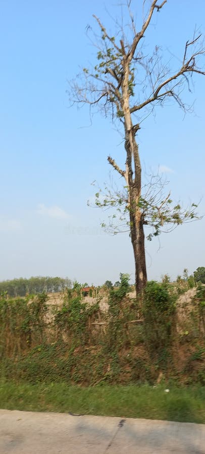 The Blur of Random Tree in the Street Stock Photo - Image of soil, wall ...