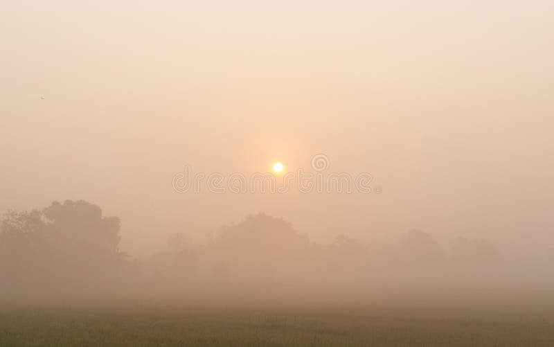 Orange Sun and Tree in Nature Fog Stock Image - Image of summer, scenic ...