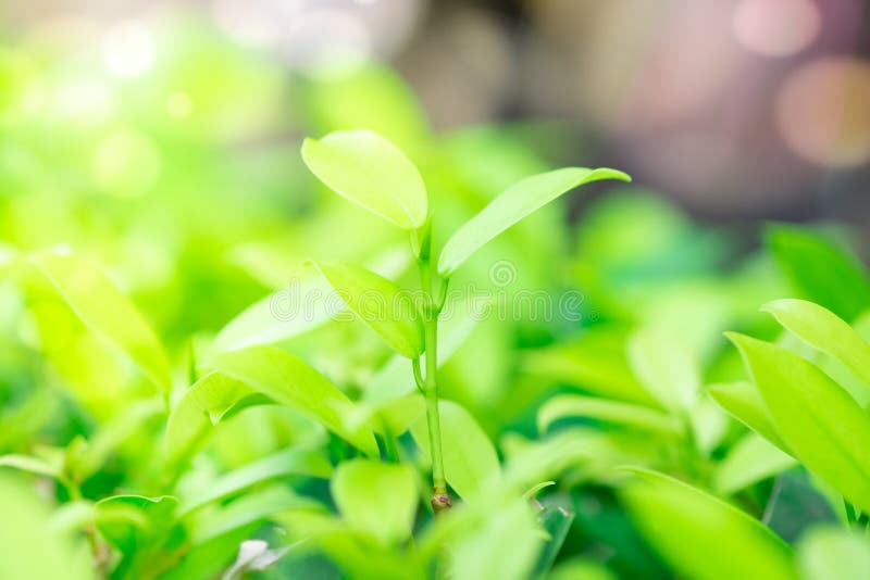 Blur and Soft Beautiful Green Leaves Background Stock Photo - Image of ...