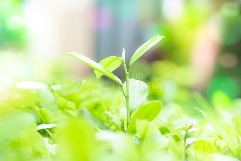 Soft Beautiful Green Moss on Forest Floor Stock Photo - Image of floor ...