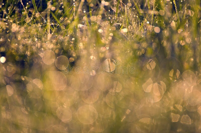 Blur Summer Dewy Grass Background Stock Image - Image of grass, green ...