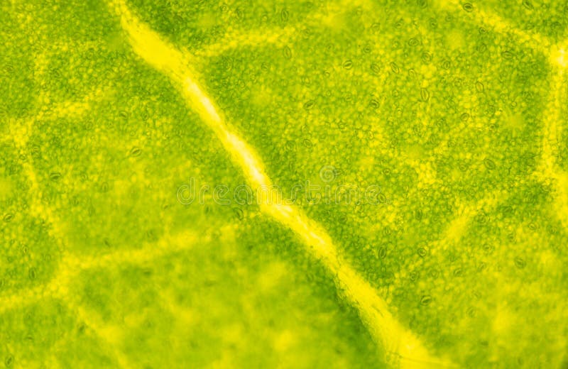 Blur Texture of Plants Cells Stock Image - Image of microscope, learn ...