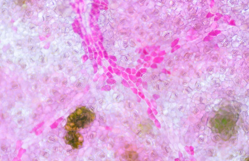 Blur Texture of Plants Cells Stock Photo - Image of botany, macro ...