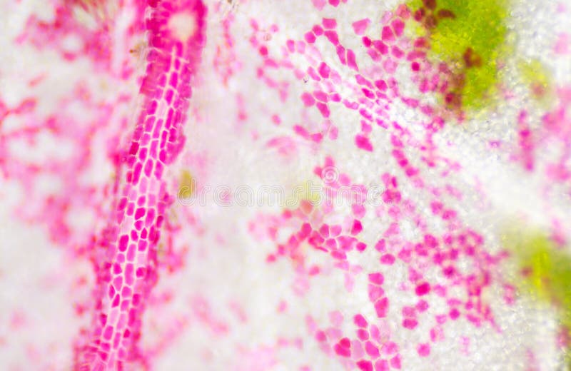Blur Texture of Plants Cells Stock Image - Image of microscope, learn ...