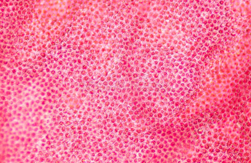 Blur Texture of Plants Cells Stock Photo - Image of biological, leaf ...