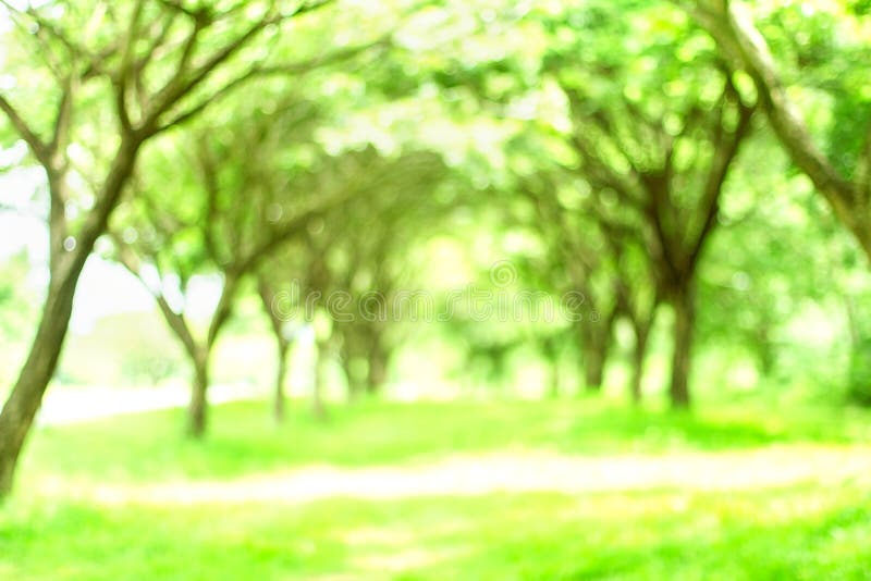 Blur tree bokeh stock image. Image of flower, green, growth - 46032797