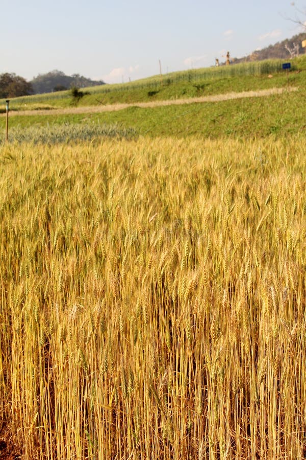 Blur yellow Barley field stock photo. Image of cereal - 50654400