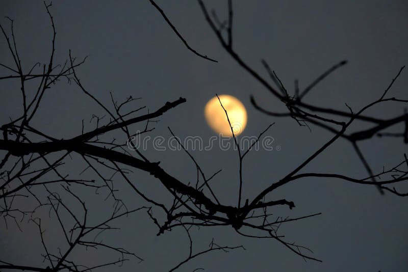 Spooky Shadow of Dead Tree Leaves in the Dark Night Stock Photo - Image ...