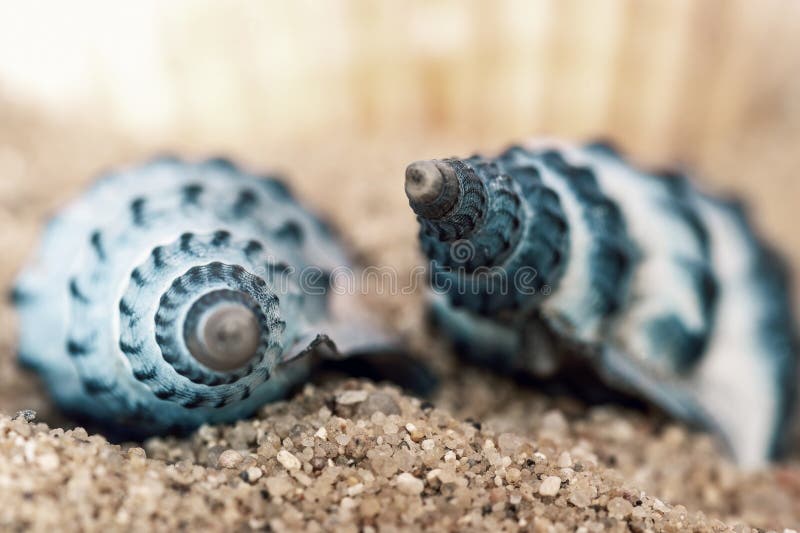 Blured sea shell. stock image. Image of beach, beautiful - 128227469