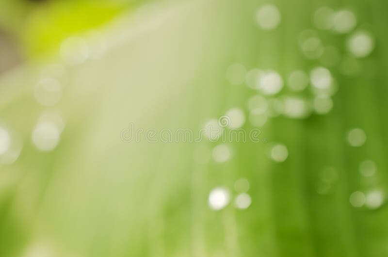 Blurred Abstract Green Backgrounds and Texture Stock Photo - Image of ...