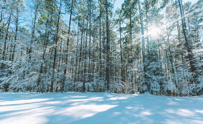Blurred Abstract Winter Forest Background Stock Photo - Image of blurry ...