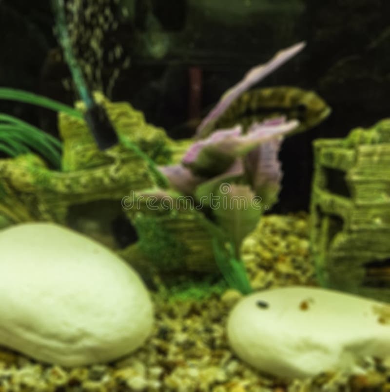 Broken Fish Tank Stock Photos - Free & Royalty-Free Stock Photos from ...