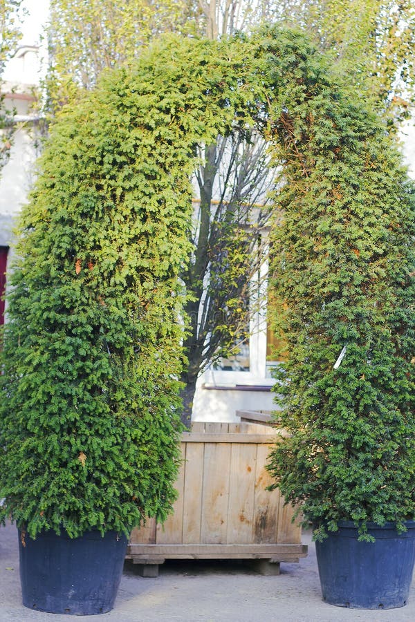 Blurred Arch of Two Evergreen Trees Taxus Stock Image - Image of ...