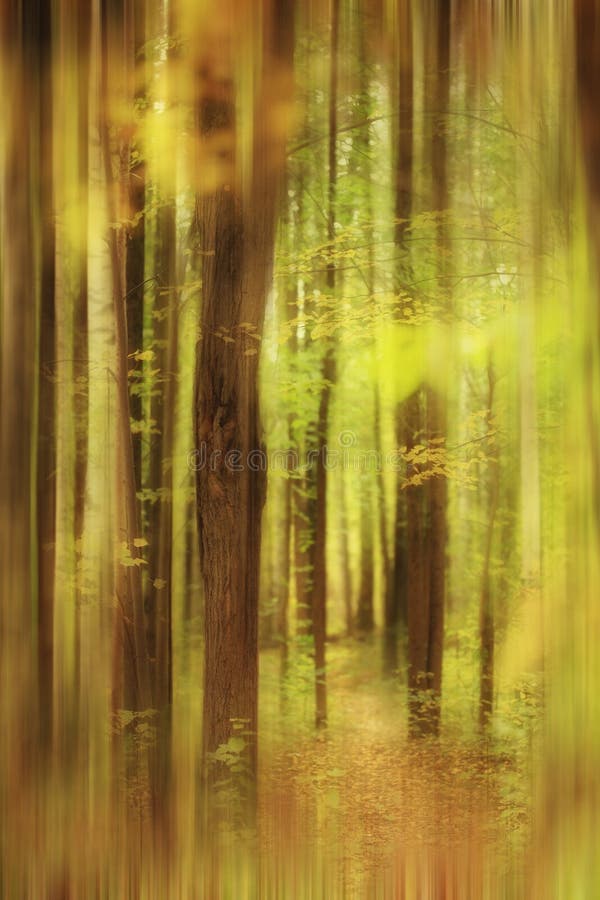 Sunlight through Blurred Tree Stock Photo - Image of fall, beneath: 970466