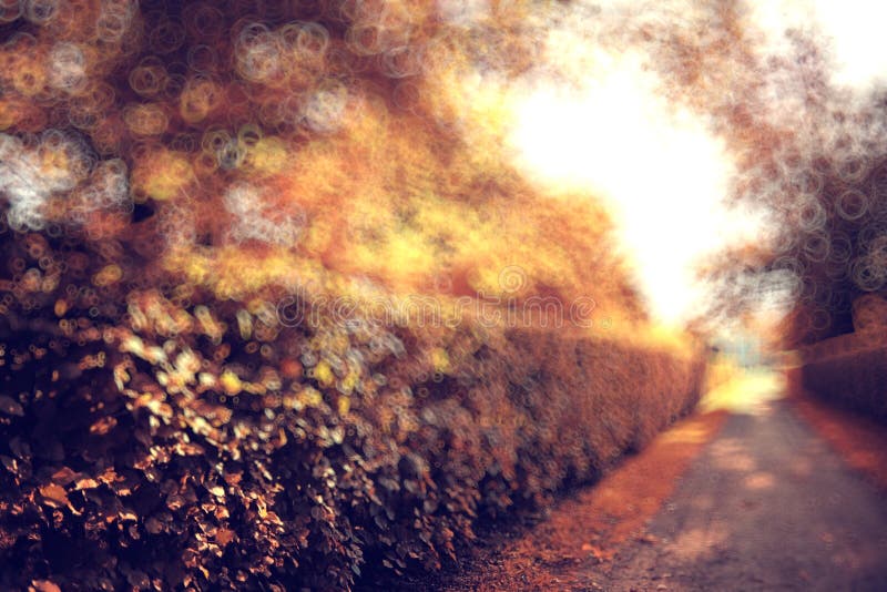 Blurred Background Autumn Forest Stock Image - Image of blurred ...