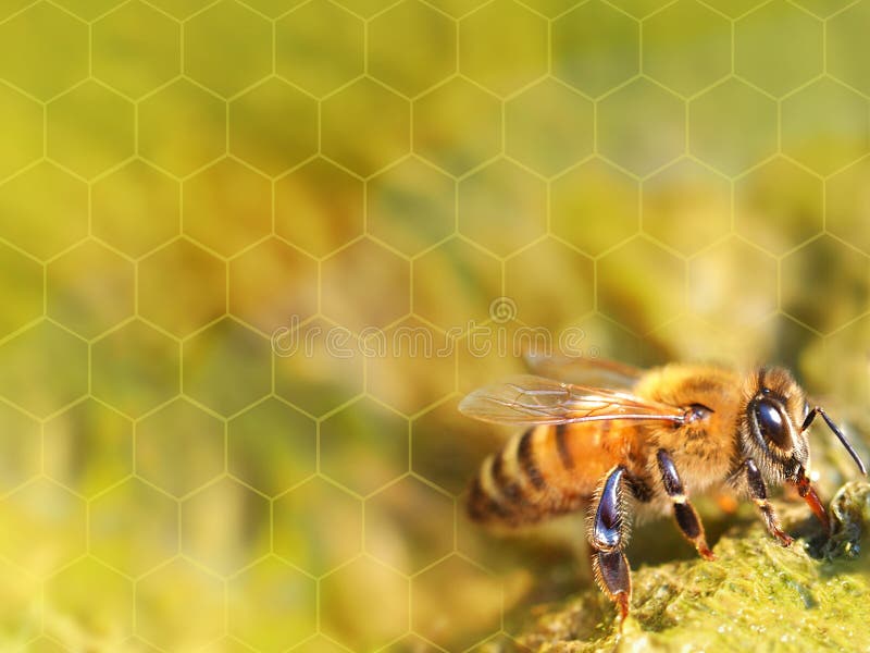 Bee Corner Border Stock Photos - Free & Royalty-Free Stock Photos from ...
