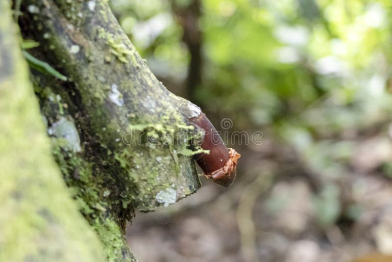 896 Amazon Tree Roots Stock Photos - Free & Royalty-Free Stock Photos ...