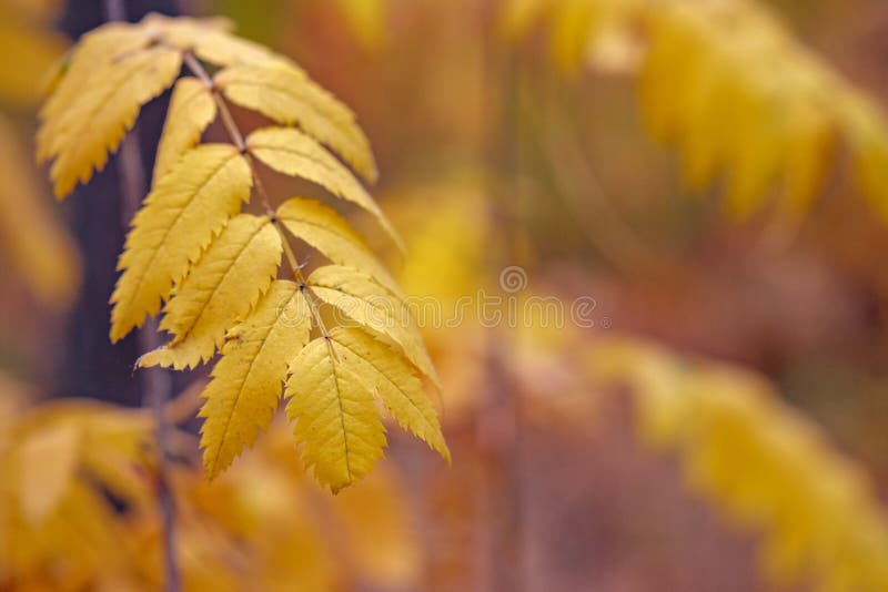 Blurred Background and Front Branch with Rowan Leaves Yellow Autumn ...