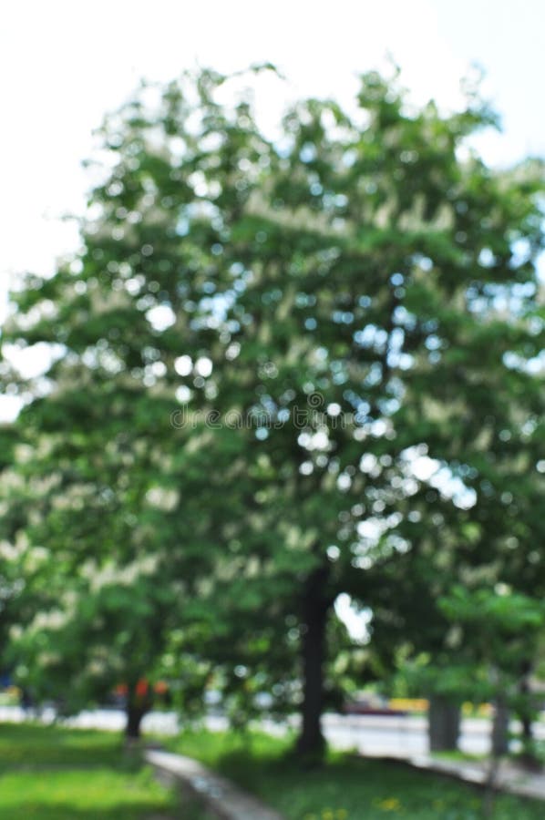 Larger Flowering Tree in Early Spring in the City Stock Photo - Image ...