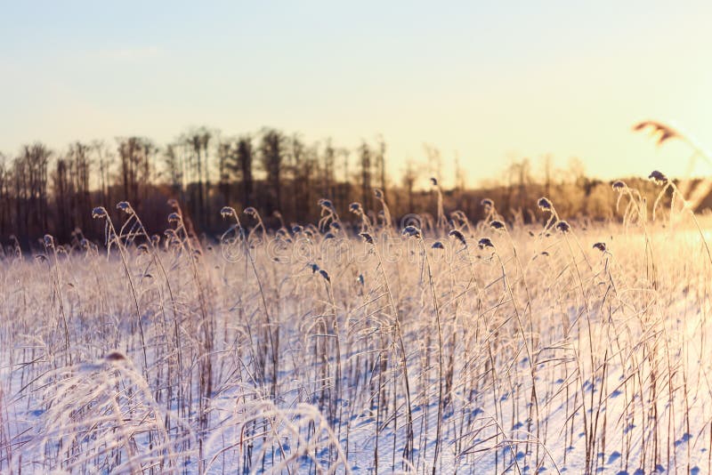Blurred Background of the Reed in Sunset Light Stock Photo - Image of ...