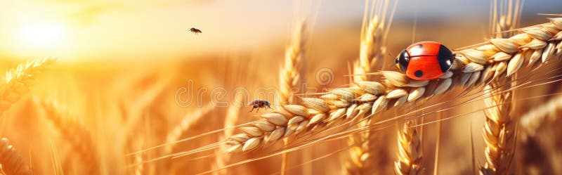 Blurred Background of Sun and Blue Sky of Wheat and Ladybug in Nature ...