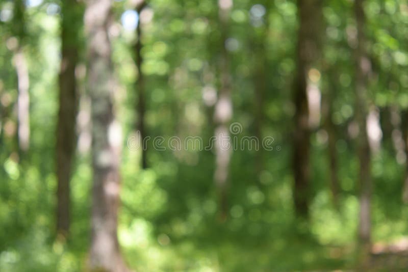Blurred Background of Green Forest Stock Photo - Image of nature ...
