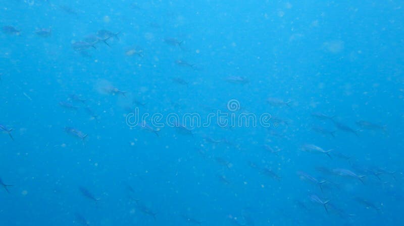 Blurred Background, Underwater World, Flock Fish. Stock Photo - Image ...